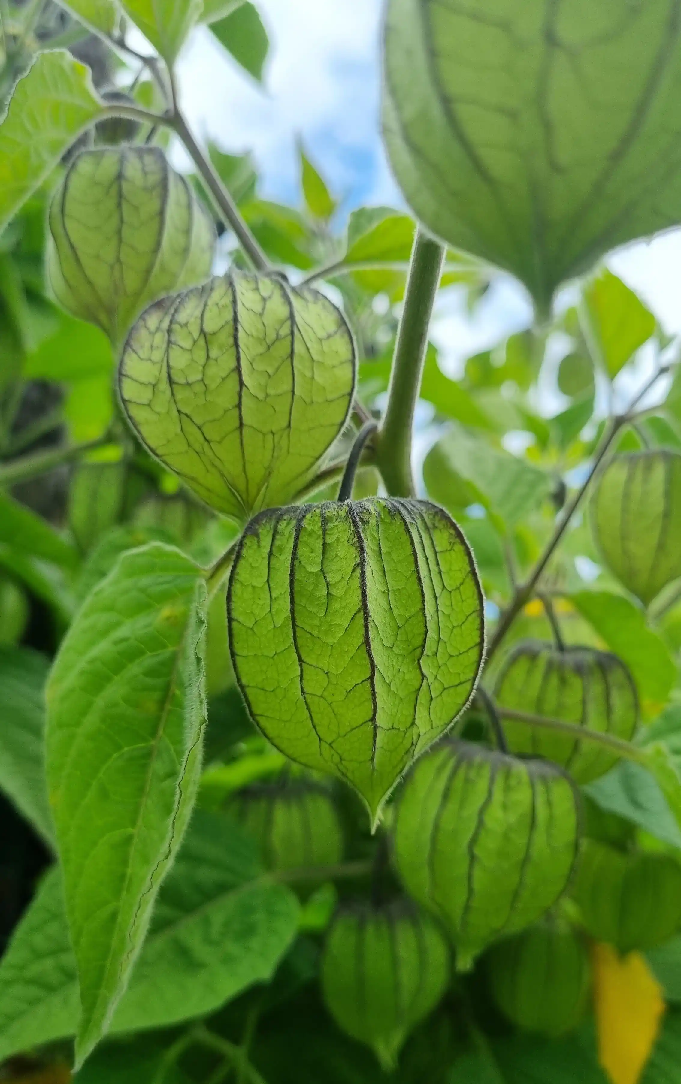 Andes Export Company S.A.S